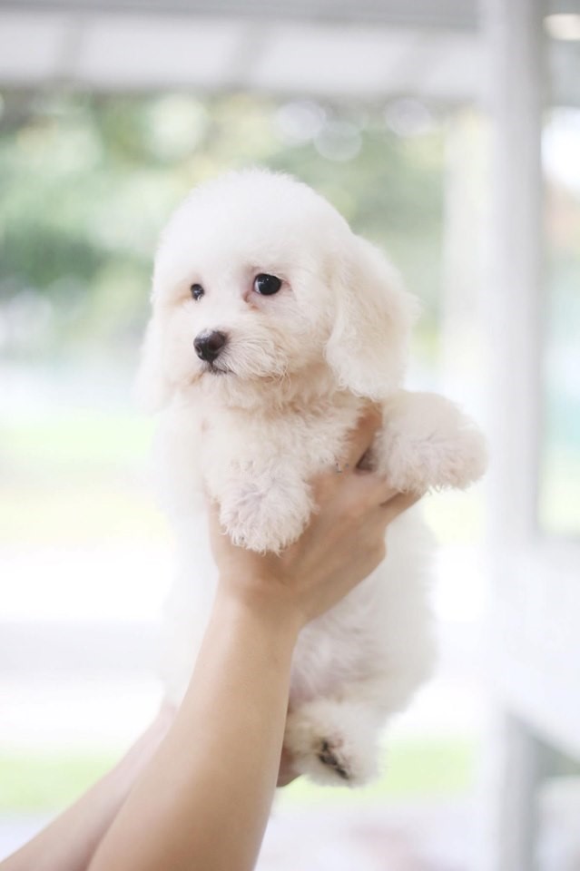Best Quality Bichon Puppies For Sale April 2021