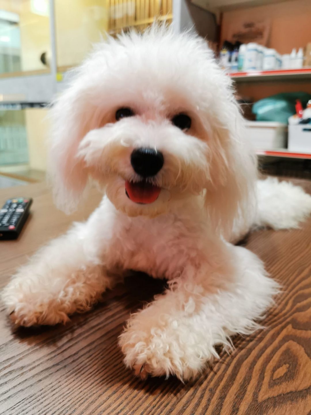 Best Quality Bichon Puppies For Sale April 2021