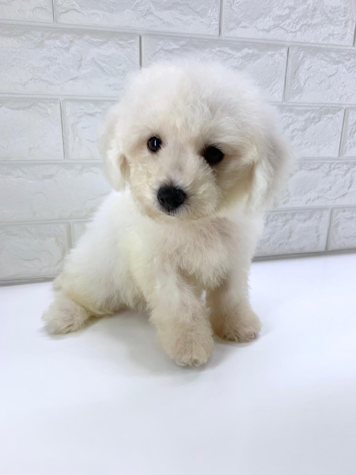 Best Quality Bichon Puppies For Sale April 2021