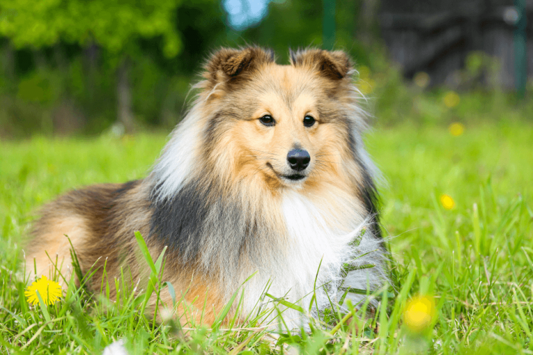 Shetland Sheepdog - Puppy Singapore