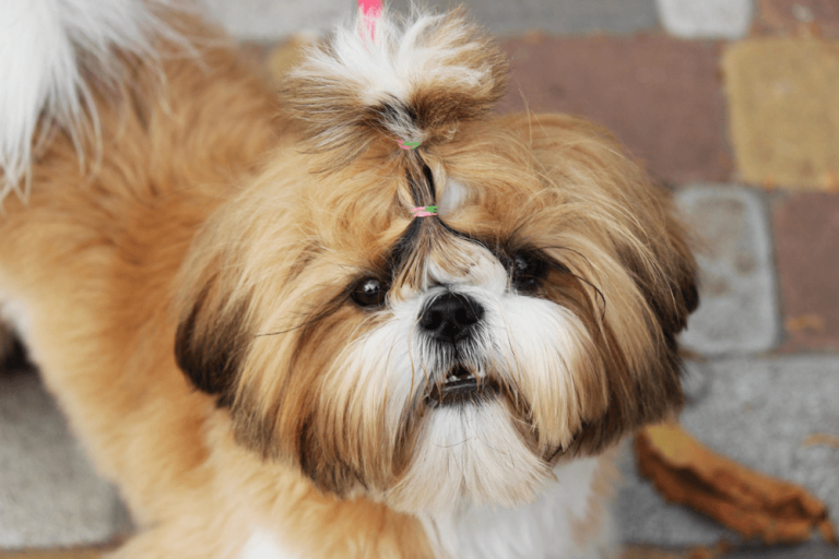 Shih Tzu - Puppy Singapore
