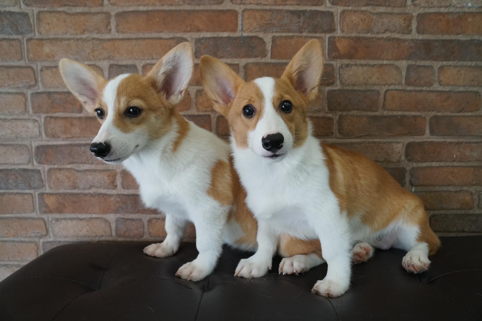 Best Quality Corgi Puppies for Sale In Singapore (December 2019)