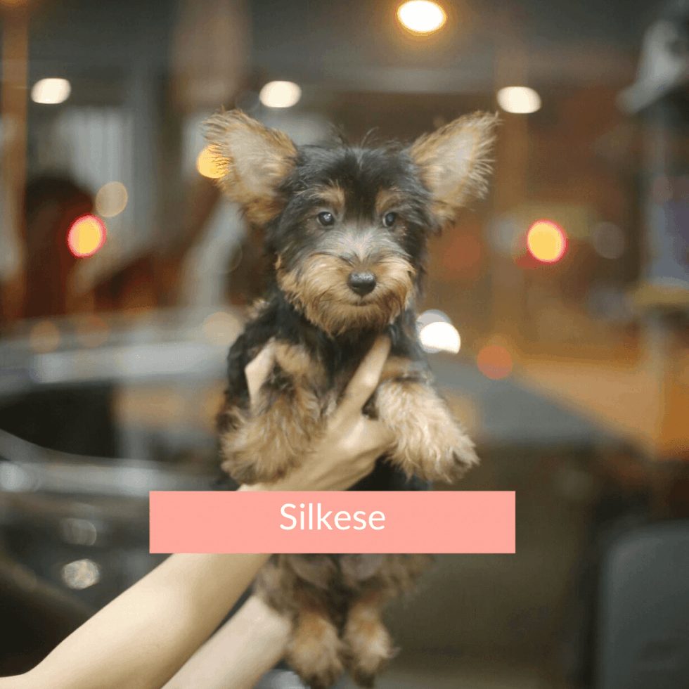 Puppy Singapore All Available PuppiesSeptember 2021