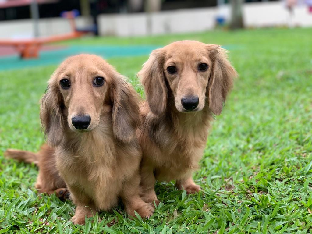Best Quality Dachshund Puppies For Sale in Singapore (November 2019)