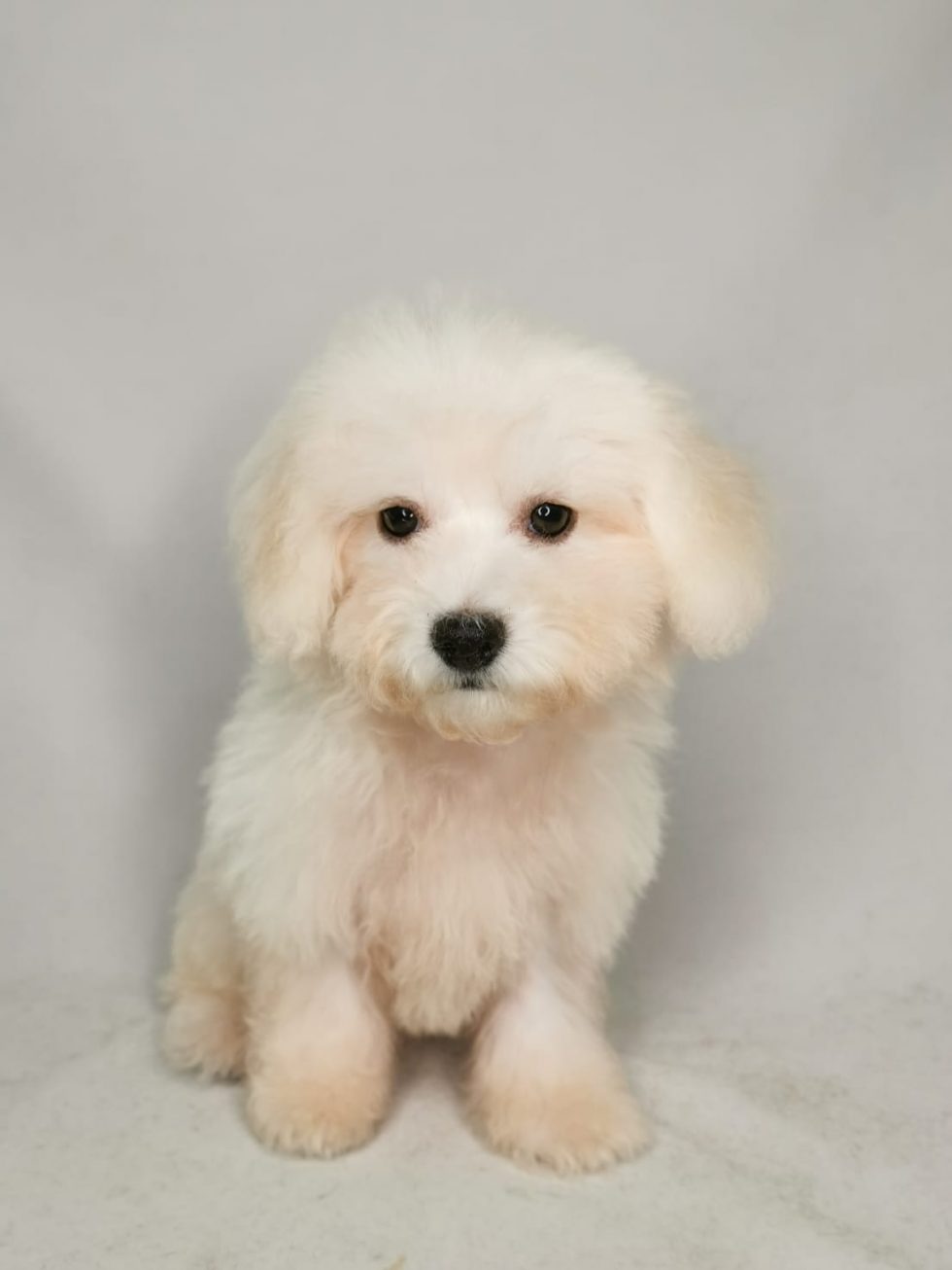 Best Quality Bichon Puppies For Sale May 2021