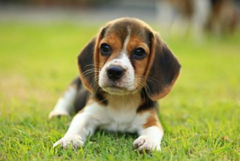 Best Quality Bichon Puppies For Sale August 2021