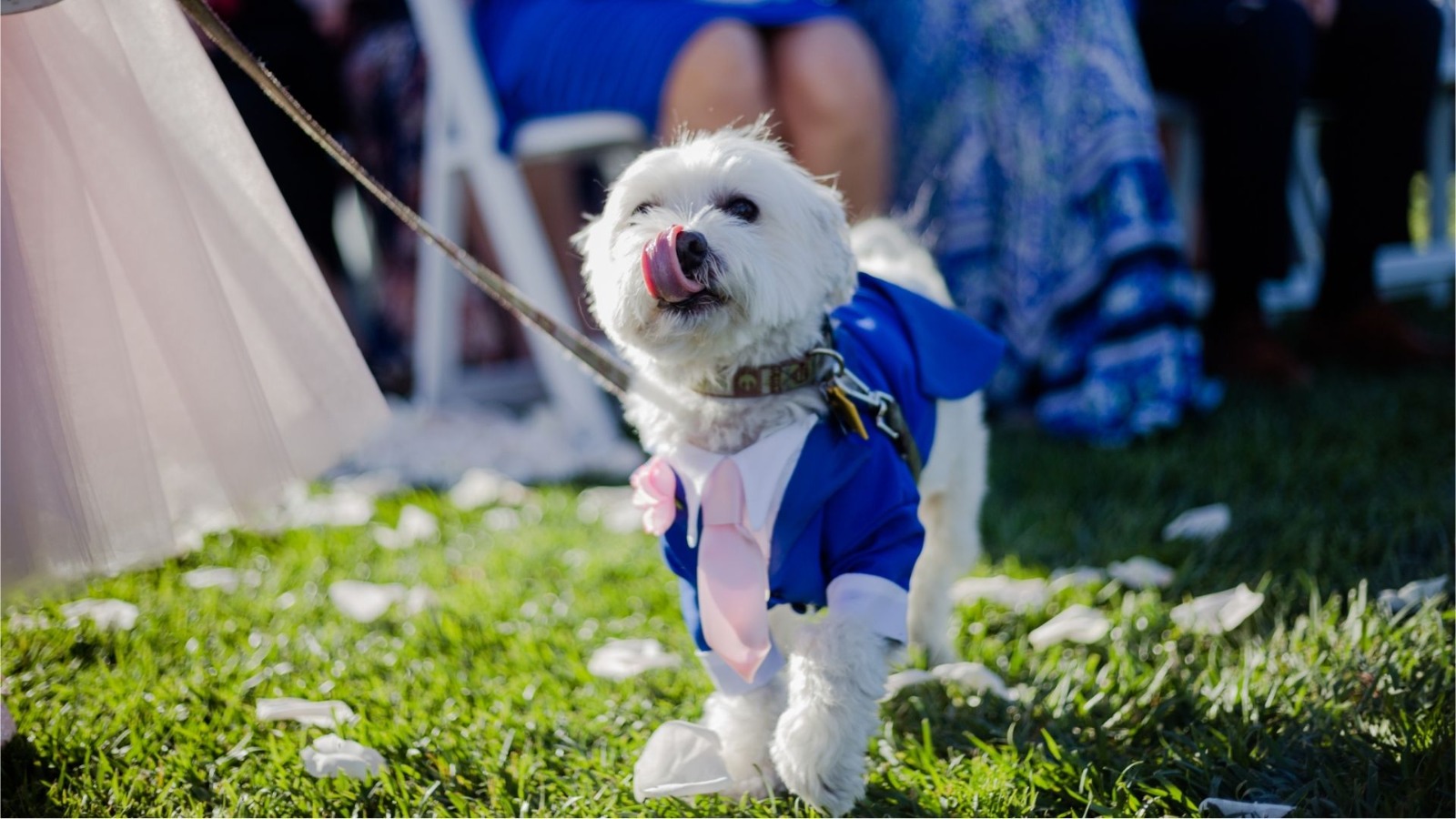 Project ADORE: HDB Approved Dog Adoption in HDB Flats