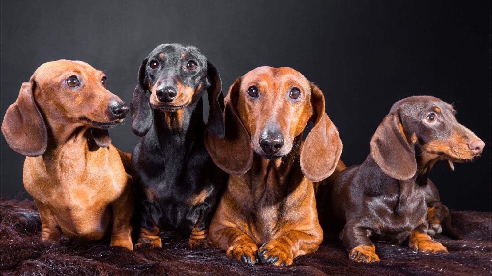 Complete Guide to Dog Adoption Fees in Singapore (2025)