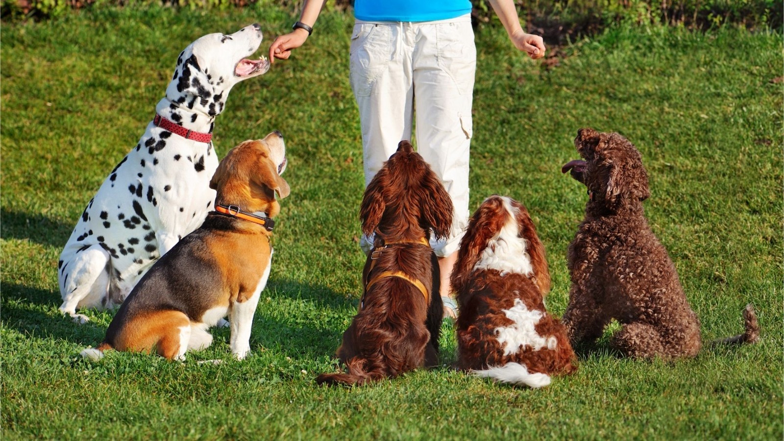 Pet Adoption Laws in SG: Prevention of Cruelty to Animals